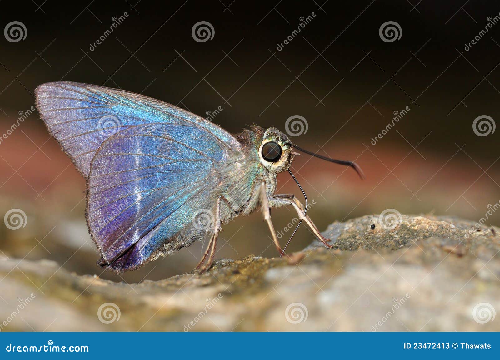 White-banded Wolf Snake Or Malayan Banded Wolf Snake Lycodon Subcinctus ...