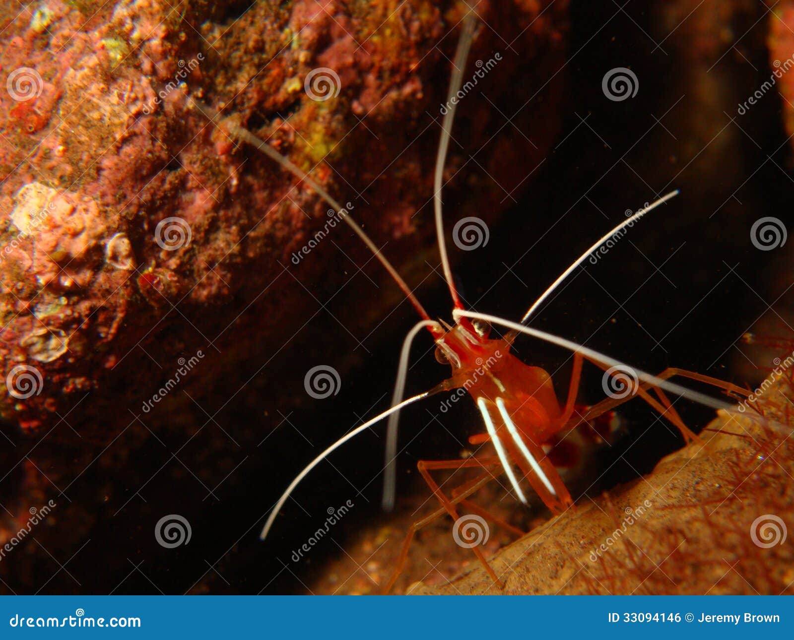 White-Banded Cleaner Shrimp Stock Photo - Image of macro, undersea ...
