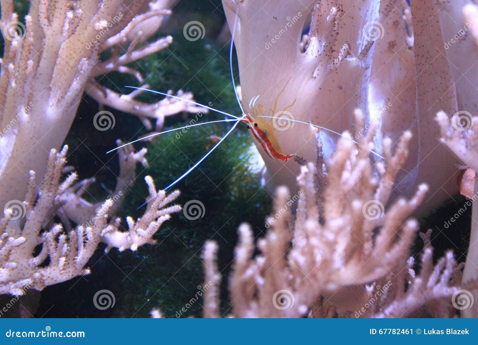 White-banded Wolf Snake Or Malayan Banded Wolf Snake Lycodon Subcinctus ...