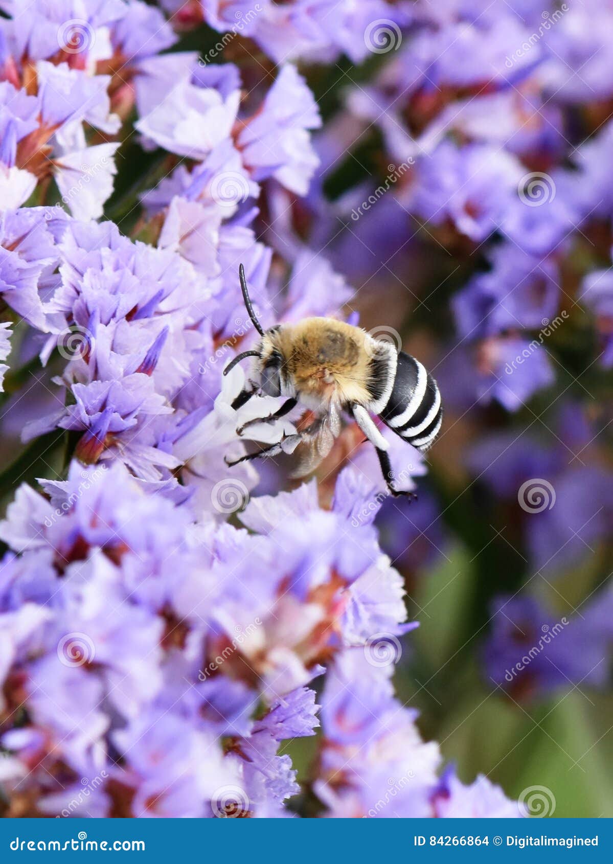 White-banded Digger Bee stock photo. Image of black, wild - 84266864