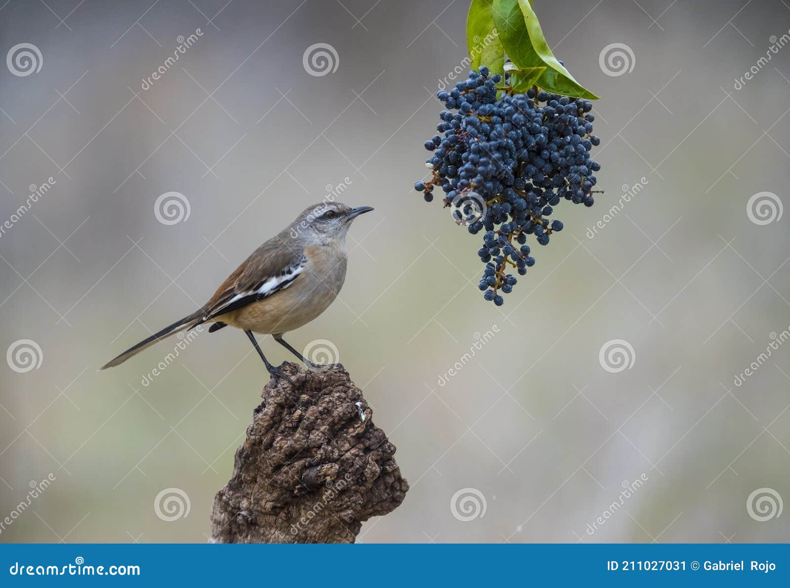 White banded Mockingbird, stock image. Image of bunch - 211027031