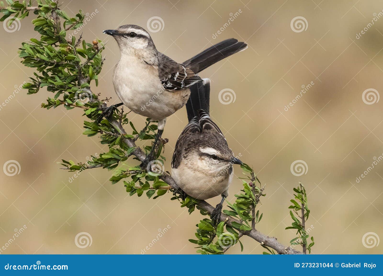 White-banded Wolf Snake Or Malayan Banded Wolf Snake Lycodon Subcinctus ...