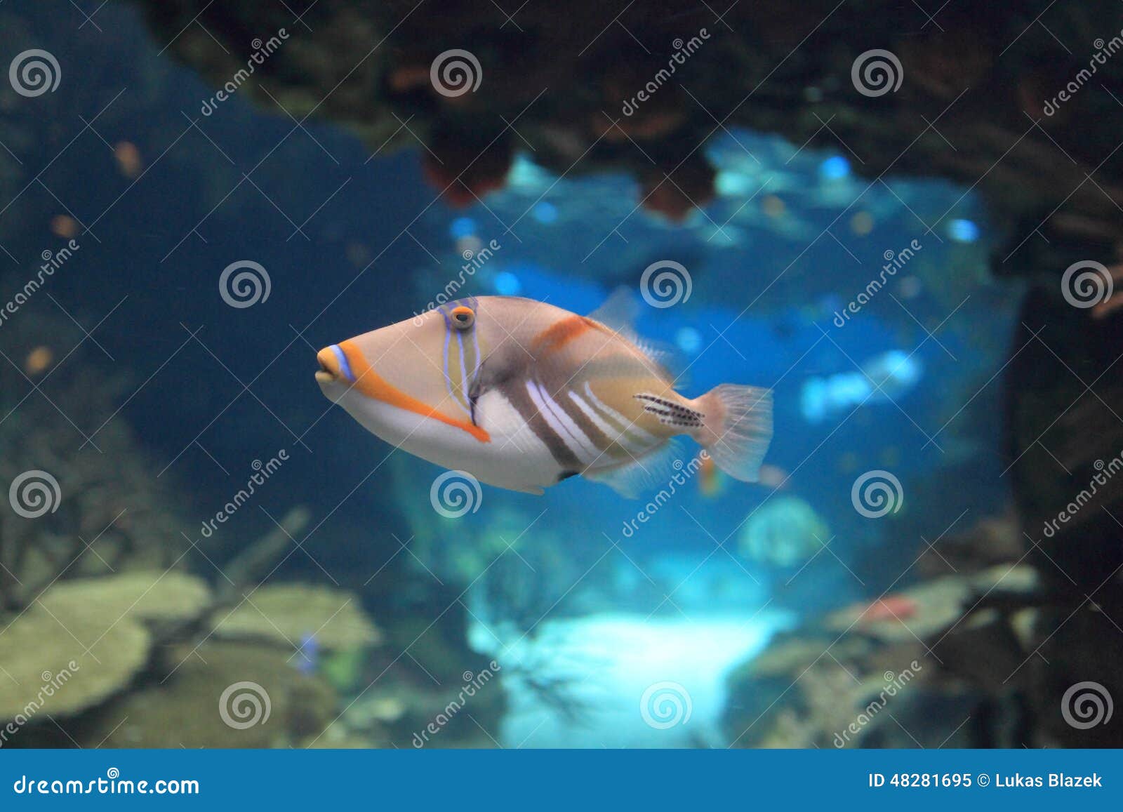 White-banded triggerfish stock image. Image of white - 48281695