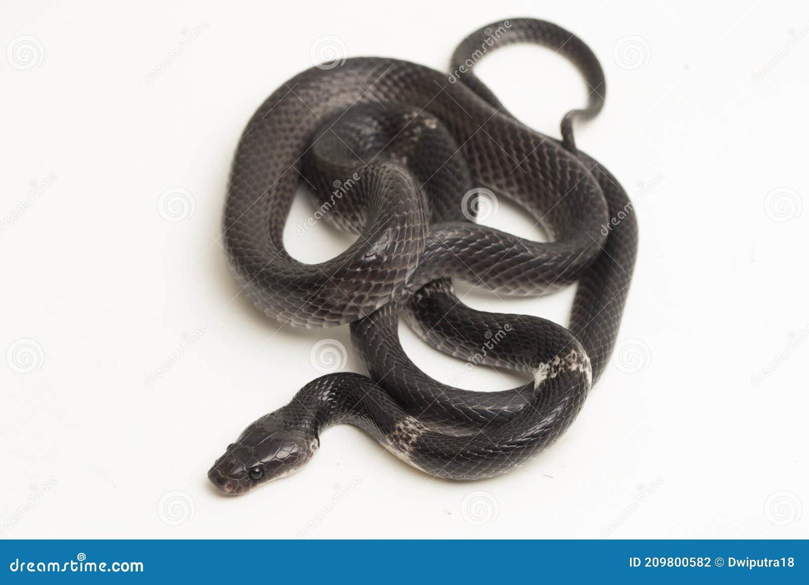 Laotian Wolf Snake Lycodon Laoensis Royalty-Free Stock Photography ...
