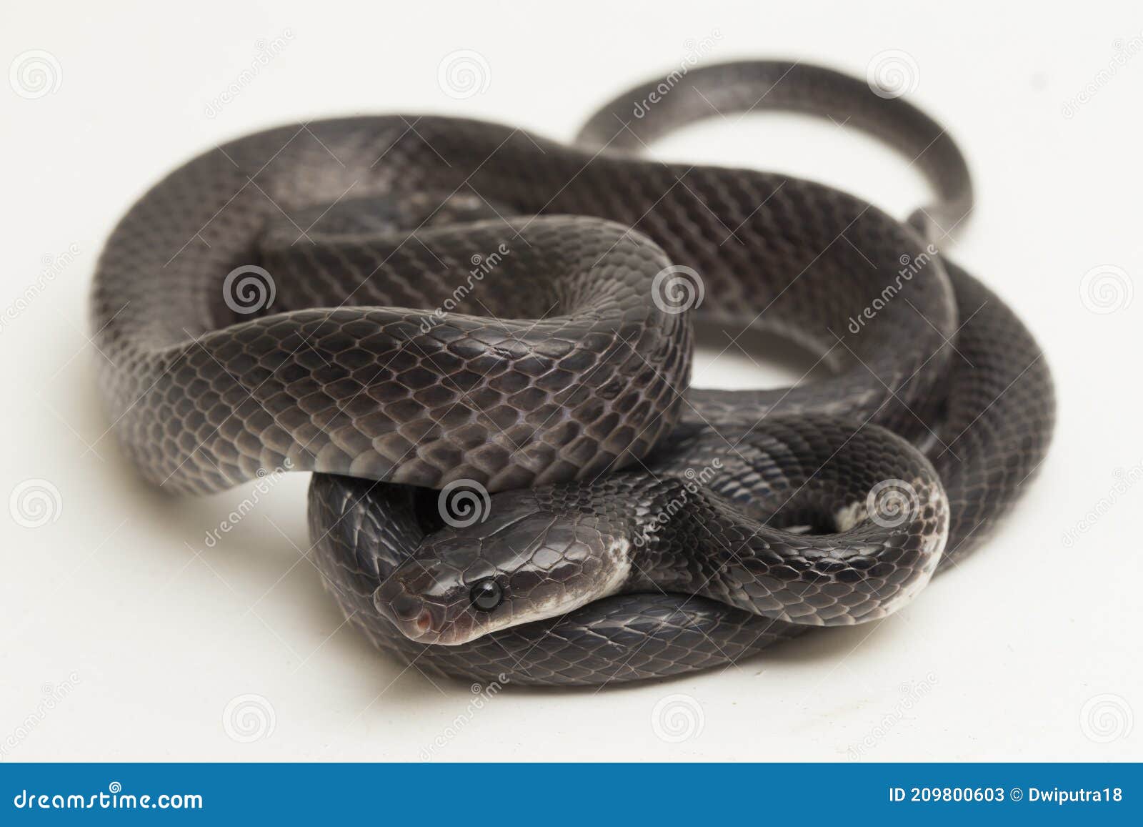Laotian Wolf Snake Lycodon Laoensis Royalty-Free Stock Photography ...