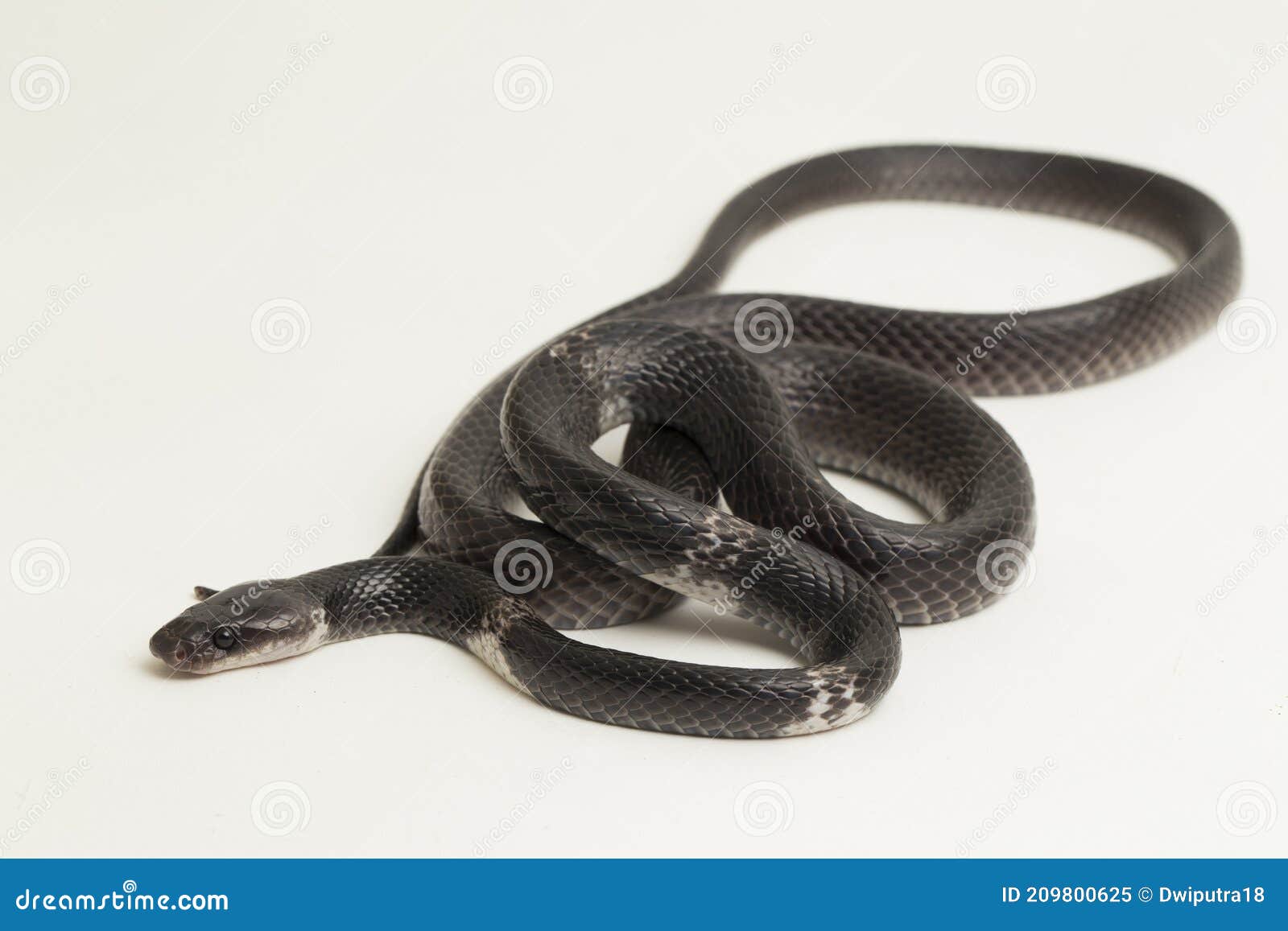 Laotian Wolf Snake Lycodon Laoensis Royalty-Free Stock Photography ...