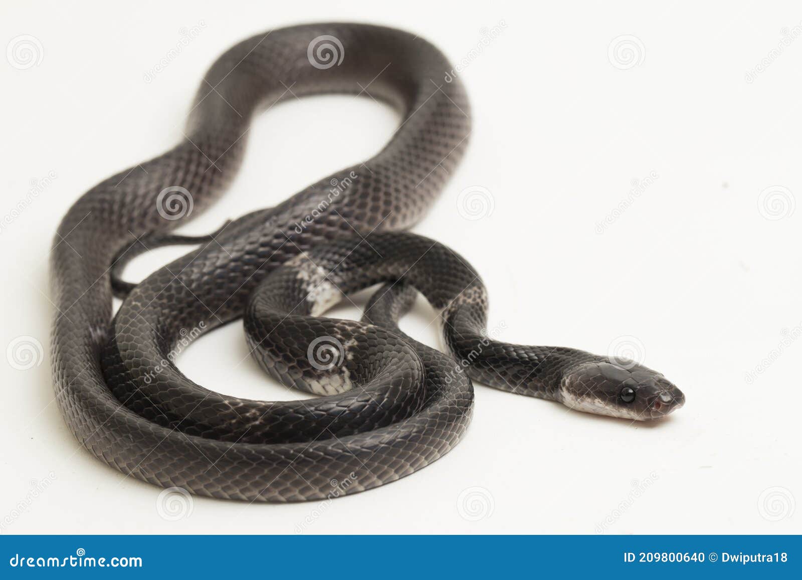 Laotian Wolf Snake Lycodon Laoensis Royalty-Free Stock Photography ...