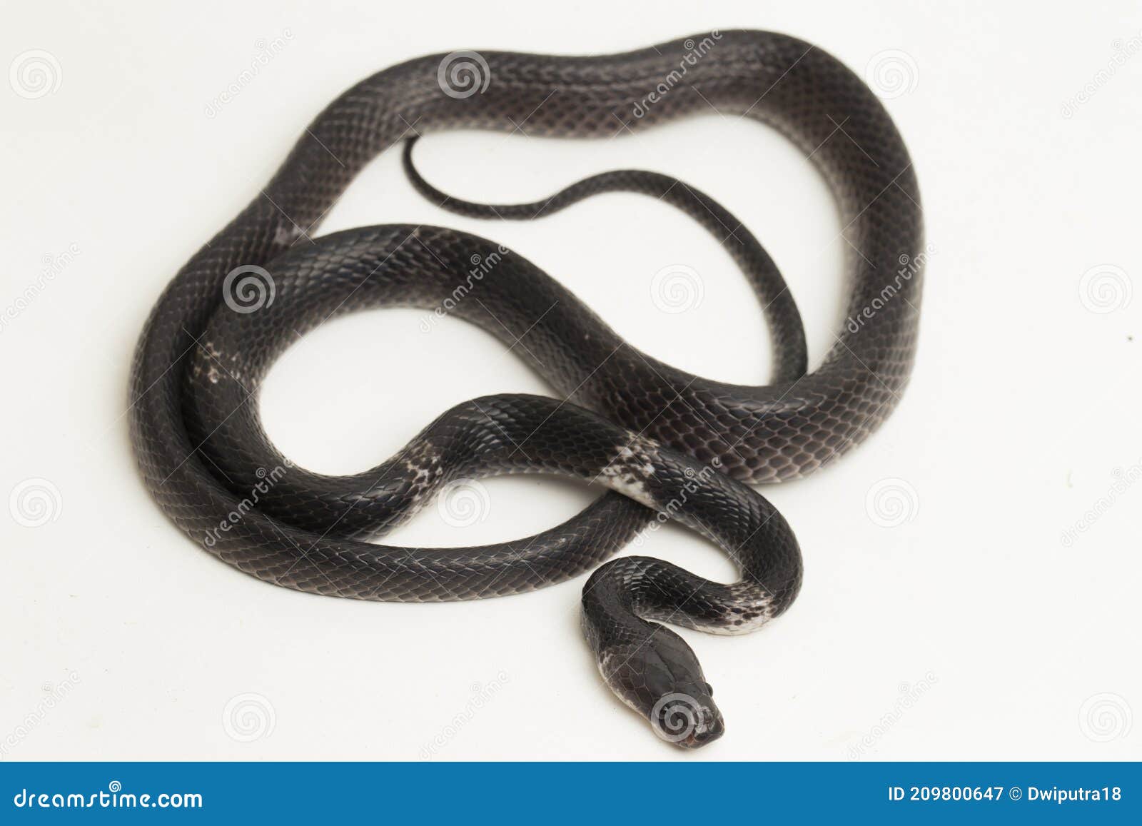 Laotian Wolf Snake Lycodon Laoensis Royalty-Free Stock Photography ...