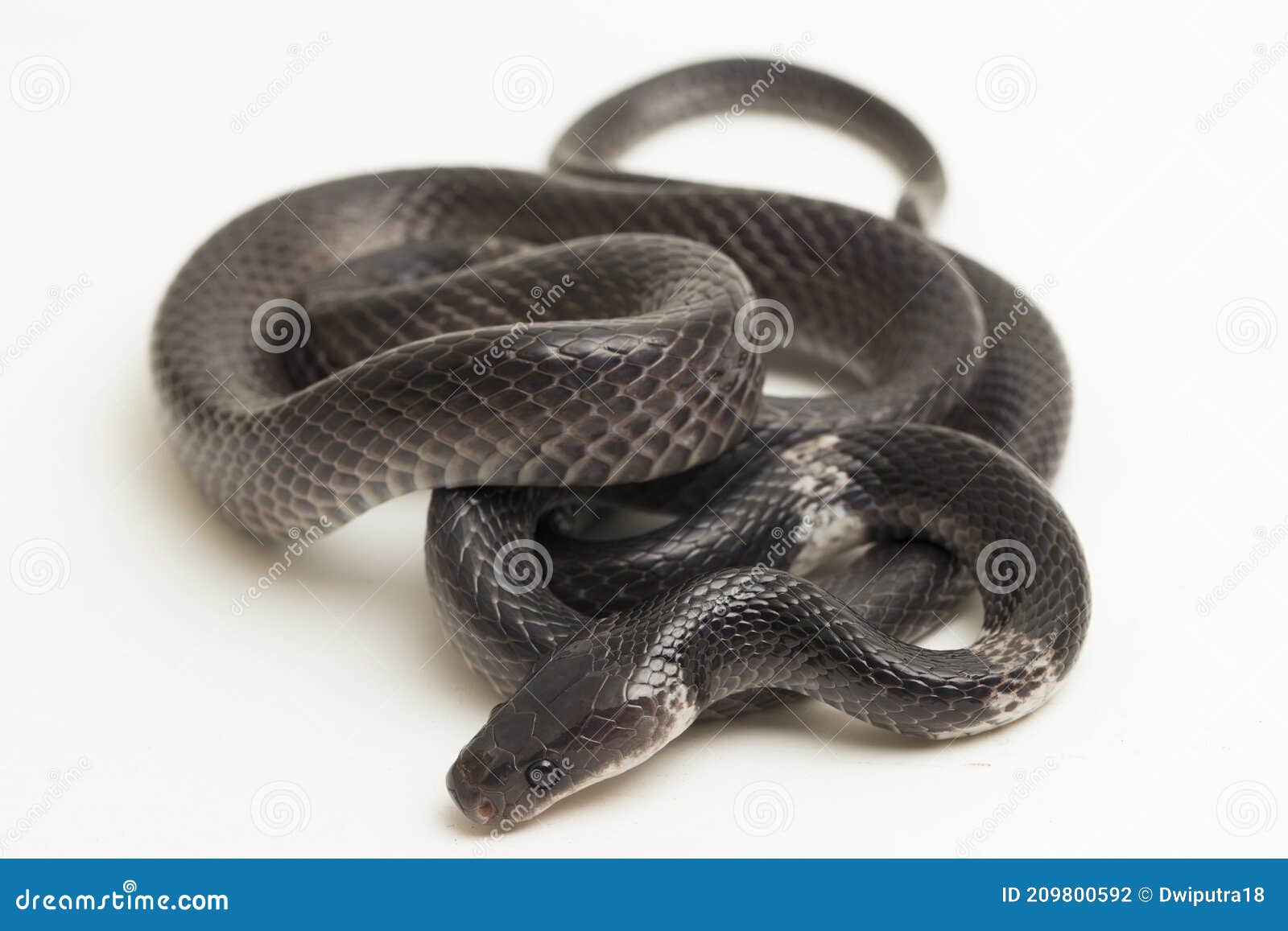 Laotian Wolf Snake Lycodon Laoensis Royalty-Free Stock Photography ...