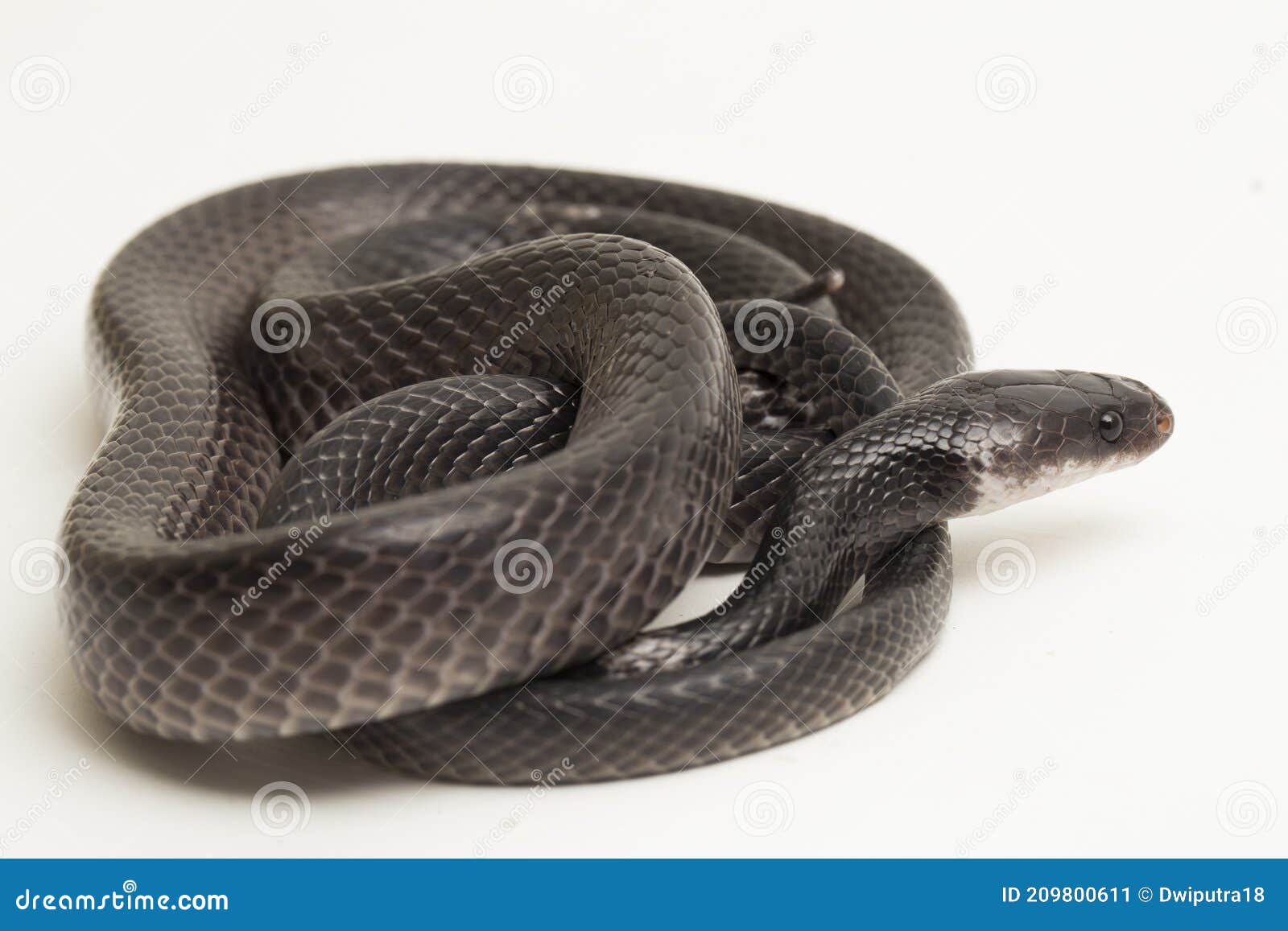 Laotian Wolf Snake Lycodon Laoensis Royalty-Free Stock Photography ...