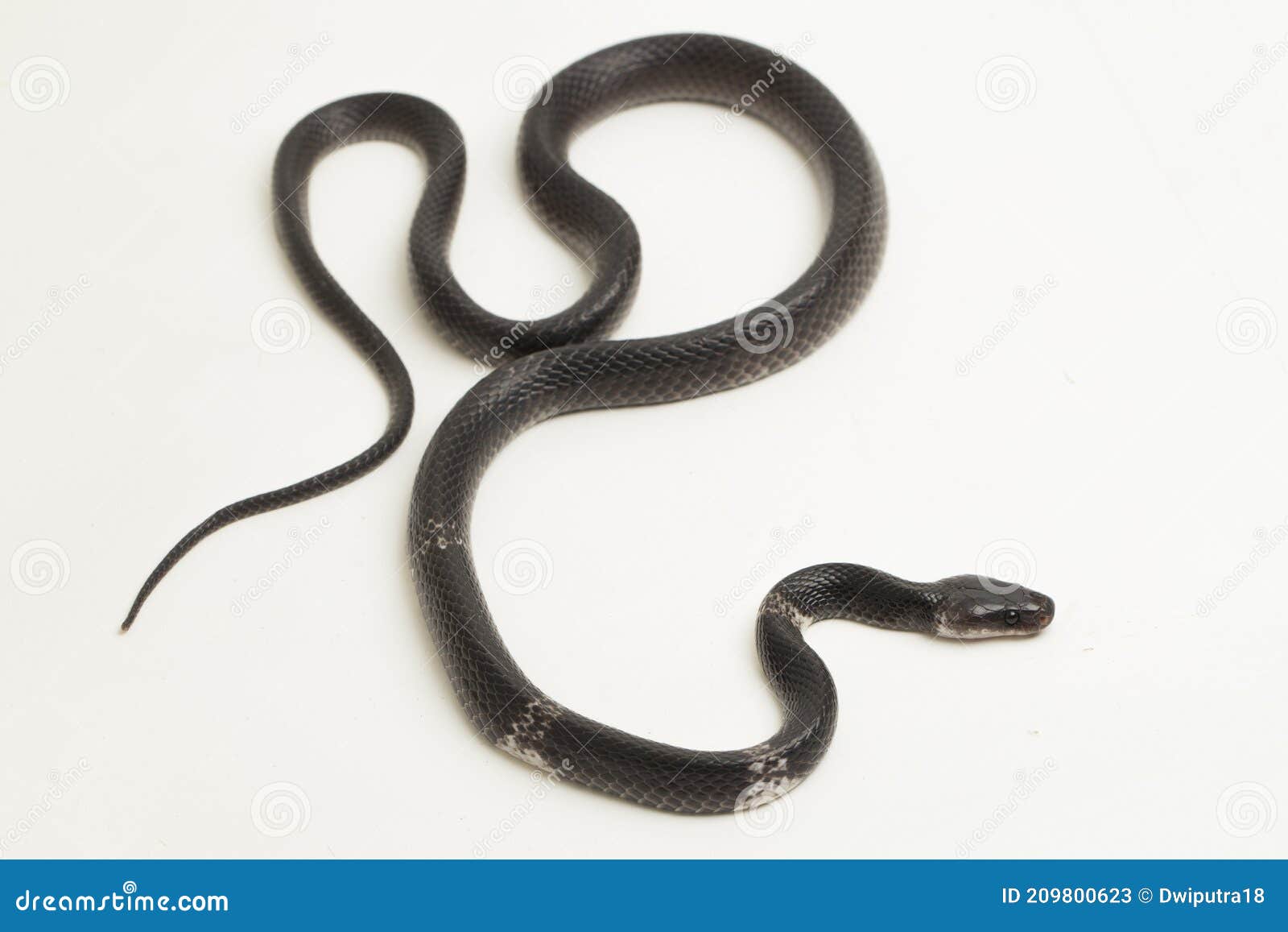 Laotian Wolf Snake Lycodon Laoensis Royalty-Free Stock Photography ...