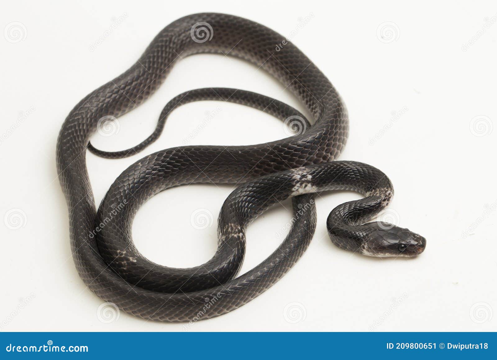 Laotian Wolf Snake Lycodon Laoensis Royalty-Free Stock Photography ...