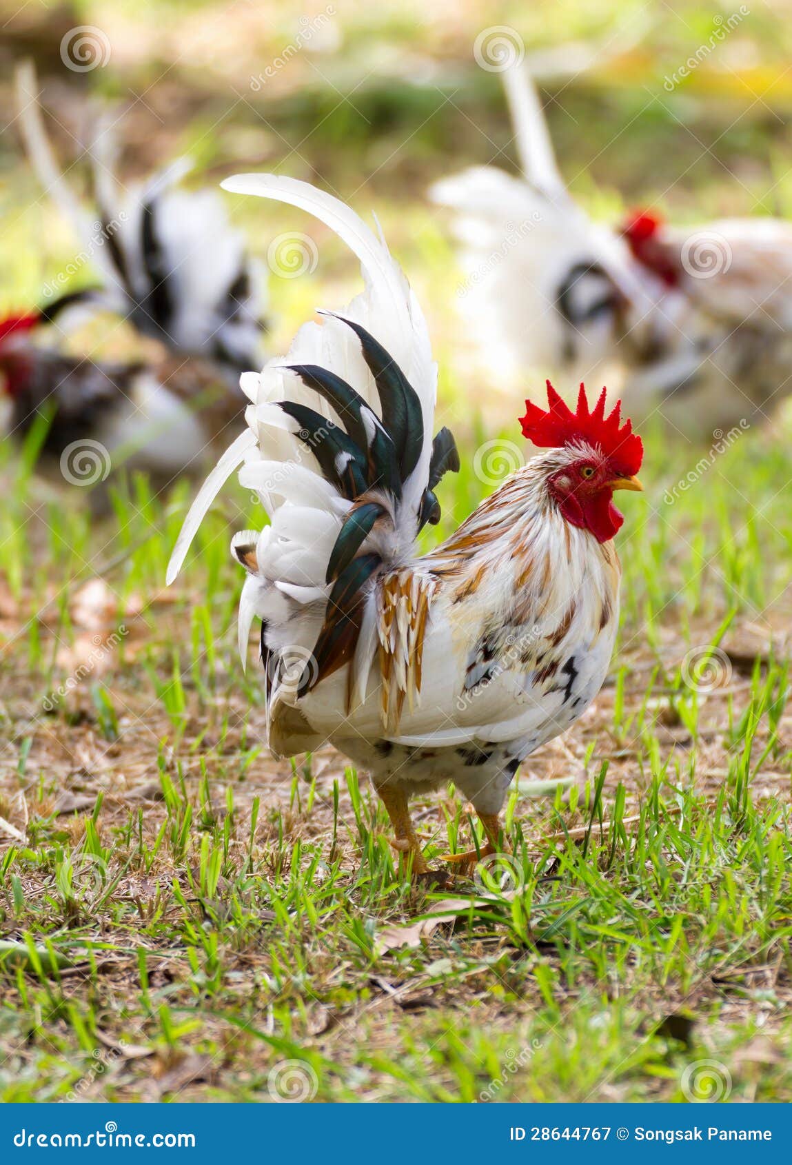White Bantam stock image. Image of cockerel, field, male - 28644767