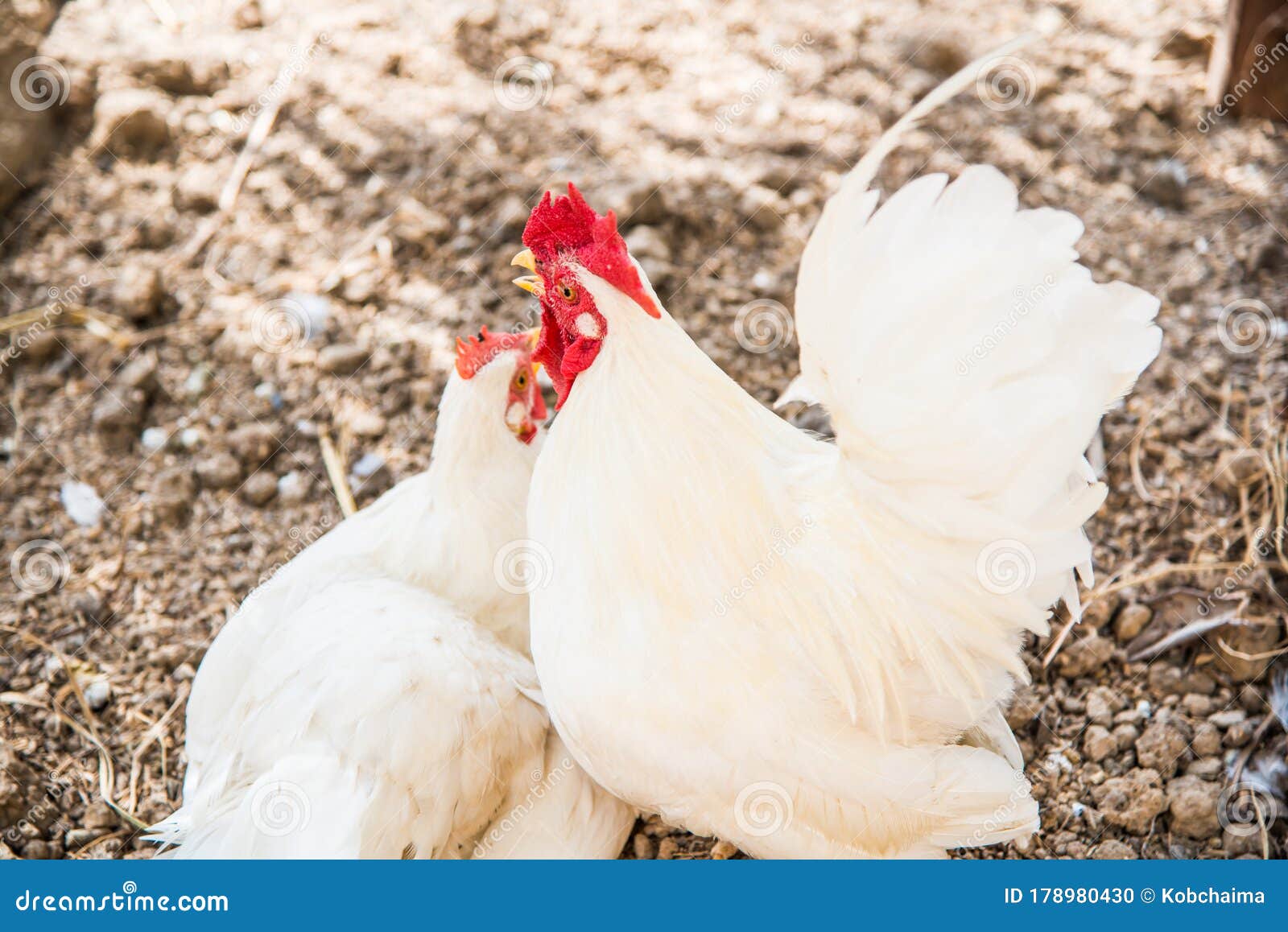 White Bantam on the ground stock photo. Image of animal - 178980430