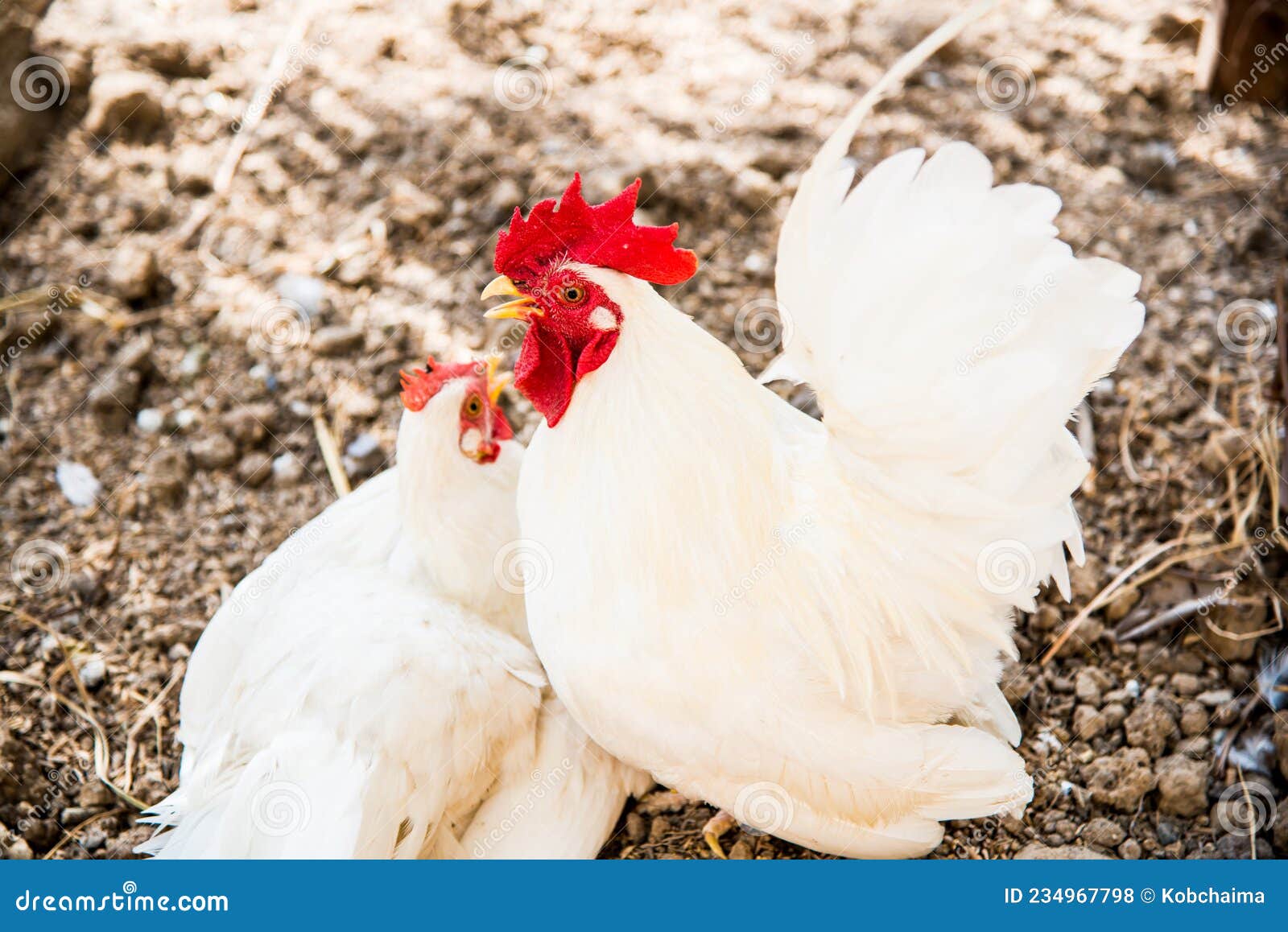 White Bantam on Ground stock photo. Image of white, beauty - 234967798