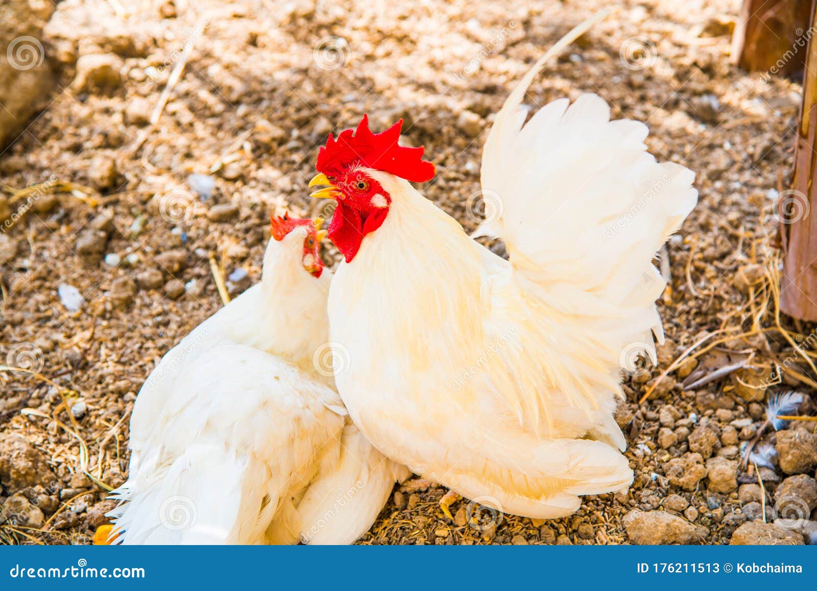 White bantam on the ground stock image. Image of cute - 176211513