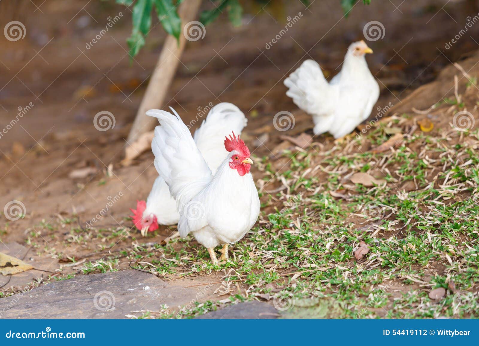 White bantam stock photo. Image of livestock, animal - 54419112