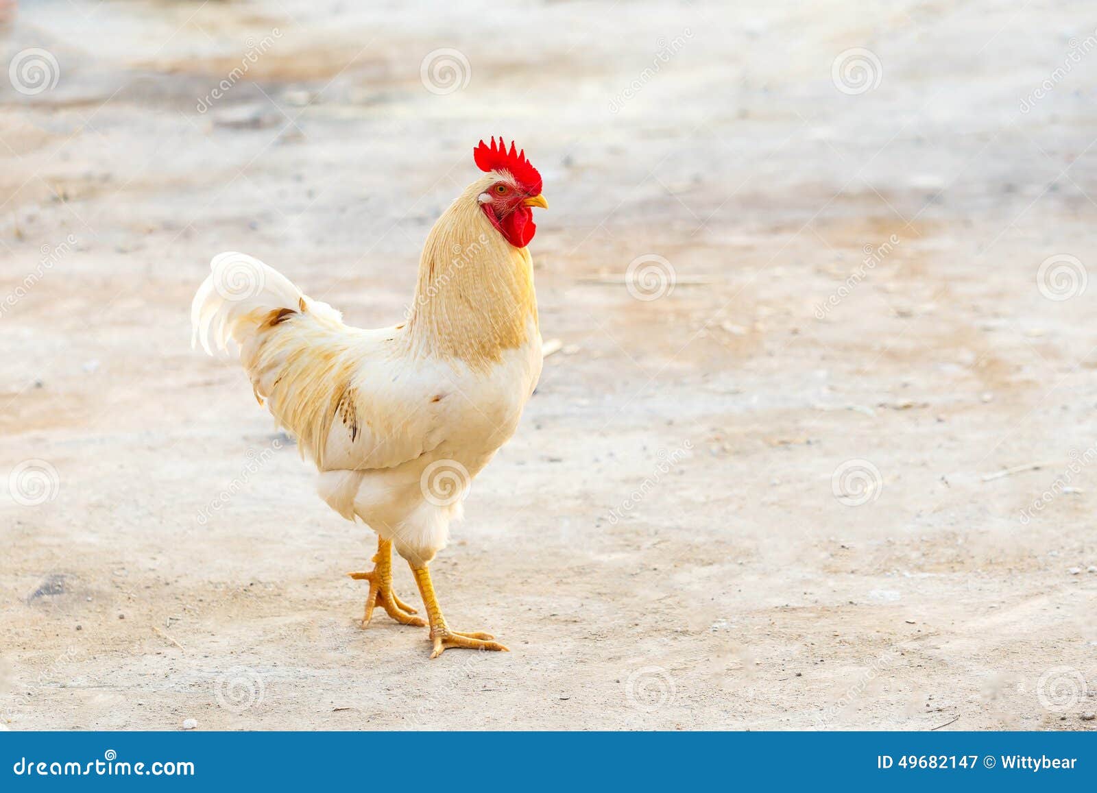White bantam stock image. Image of sebright, thailand - 49682147