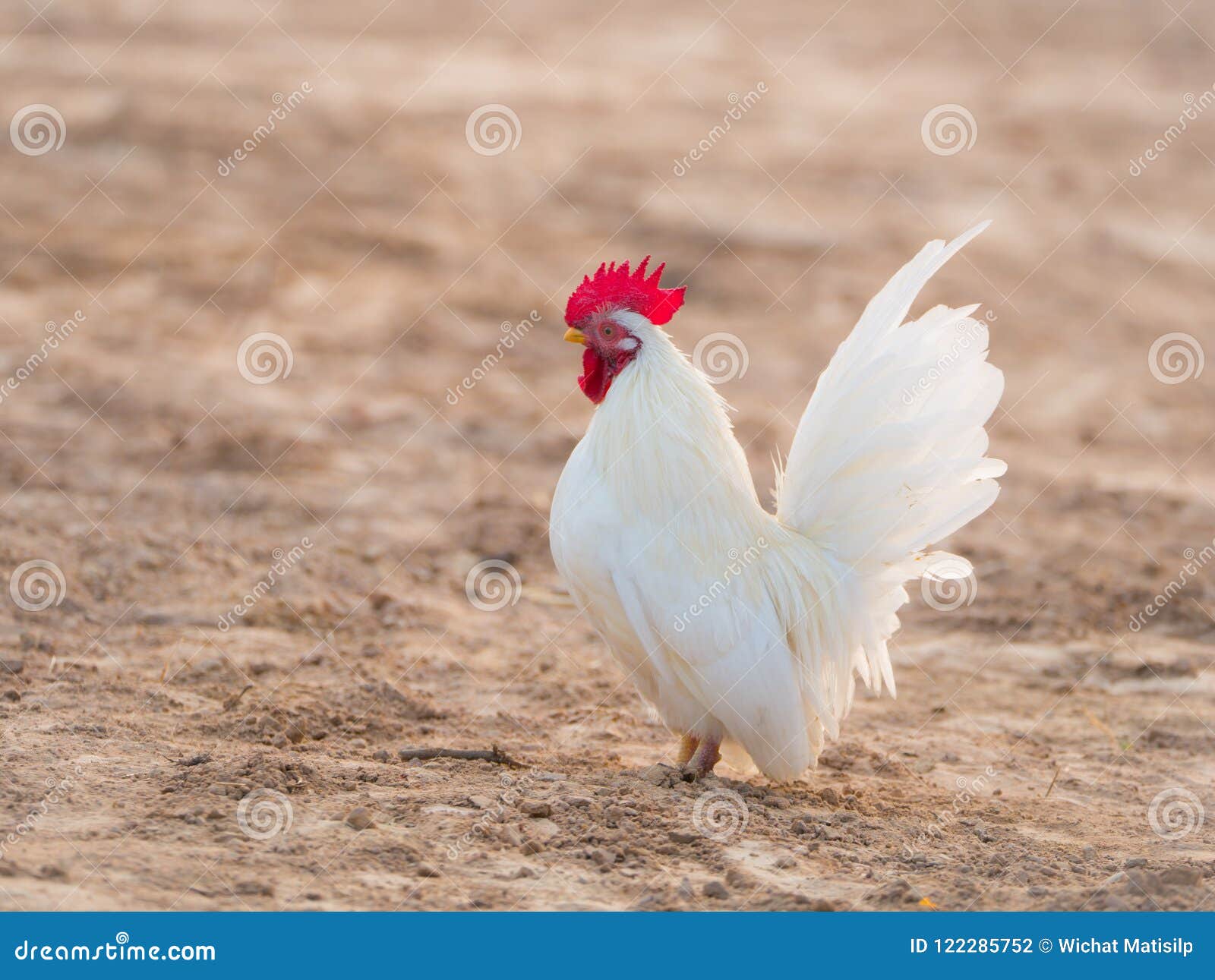 White Bantam Standing Gracefully Stock Photo - Image of bird, livestock ...