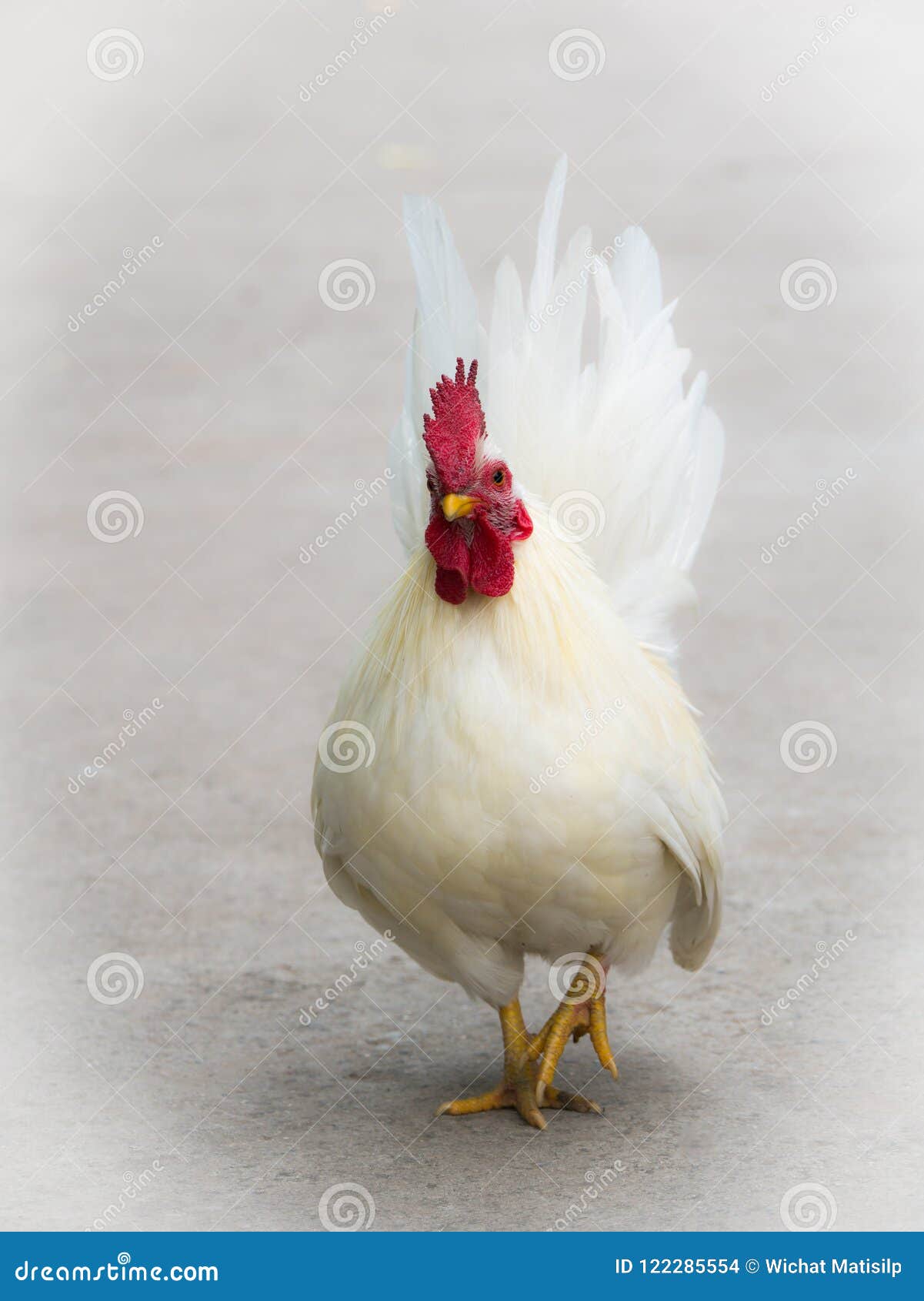 White Bantam Stepping stock photo. Image of agriculture - 122285554
