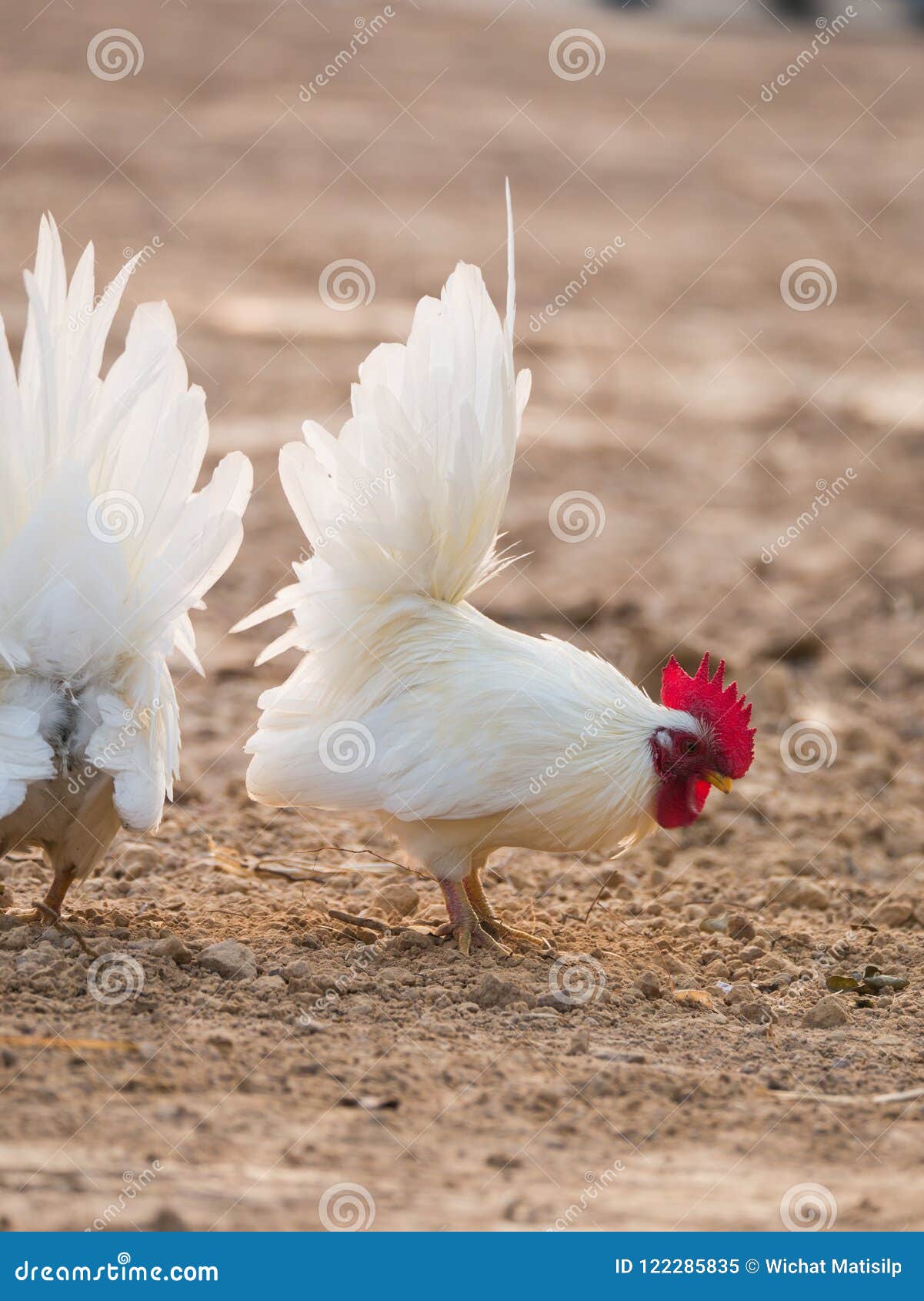 The White Bantams Foraging stock image. Image of nature - 122285835