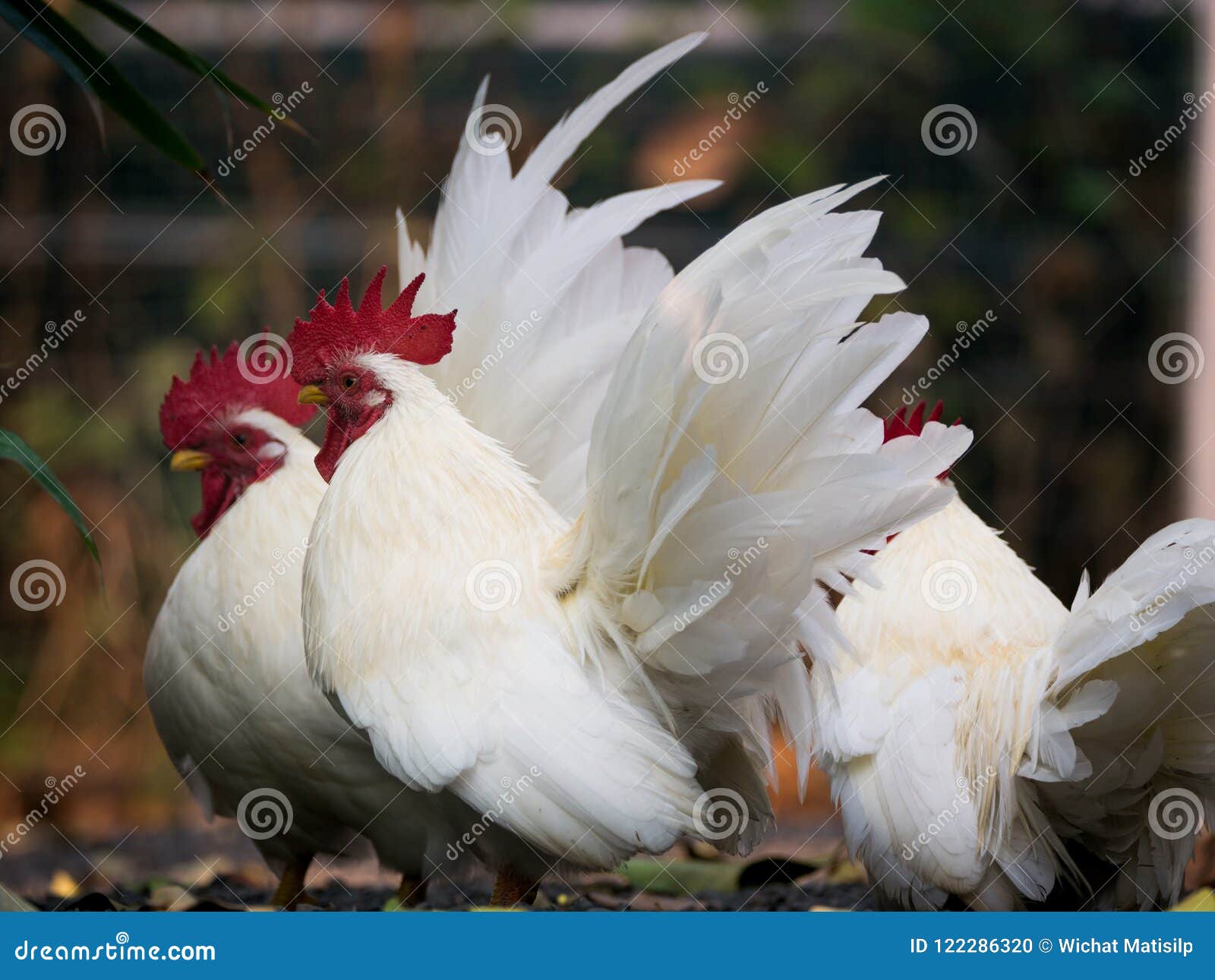 White Bantams Standing stock photo. Image of male, beak - 122286320