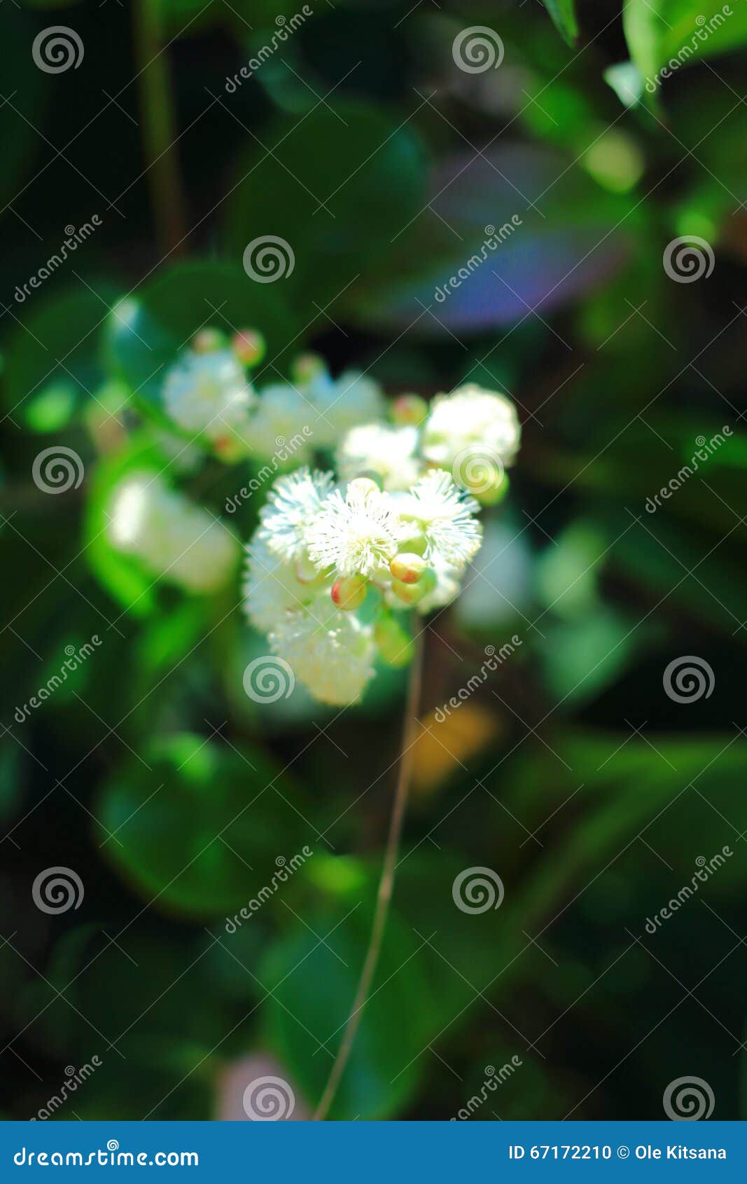 White banyan flower stock photo. Image of flower, beautiful - 67172210
