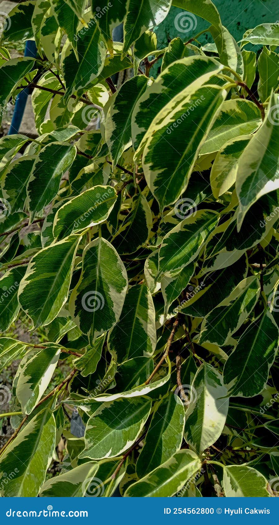 White Banyan, is a Plant that Has a Deep and Strong Root Structure and ...