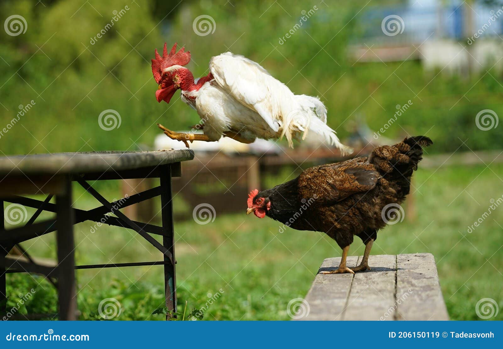 White Bareneck Rooster Jumping on a Table Stock Image - Image of pastry ...