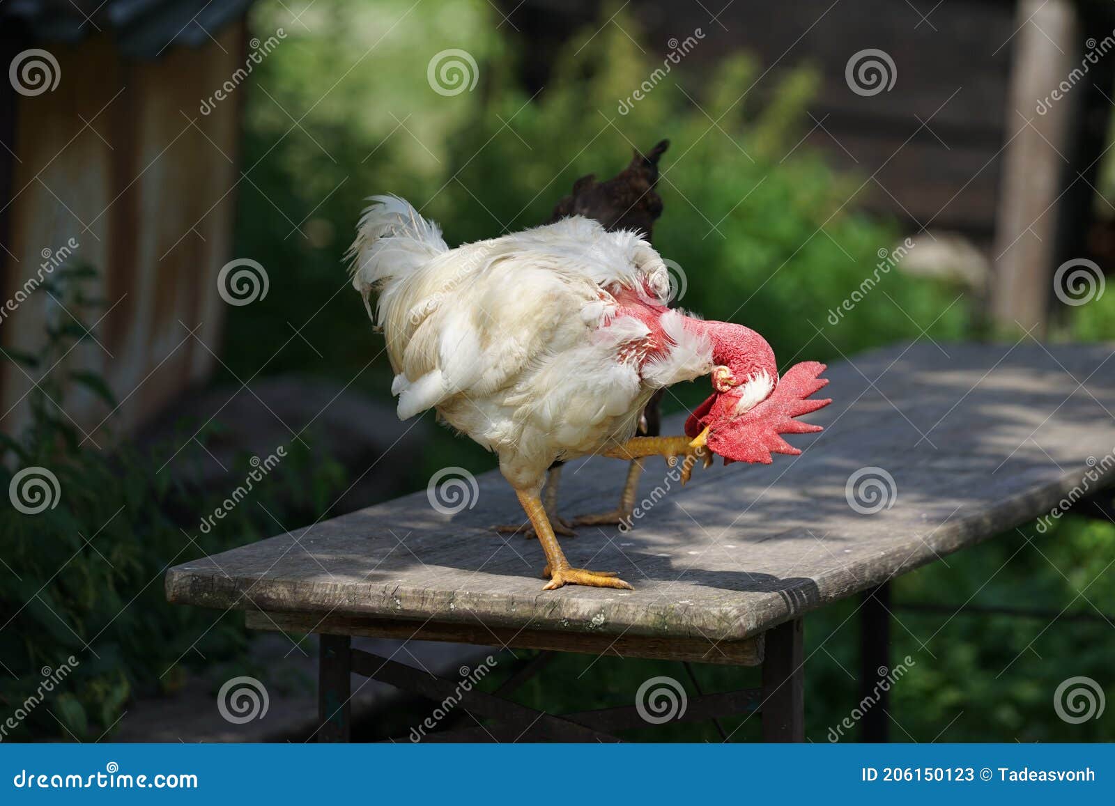 White Bareneck Rooster Scratching Its Head Stock Image - Image of ...