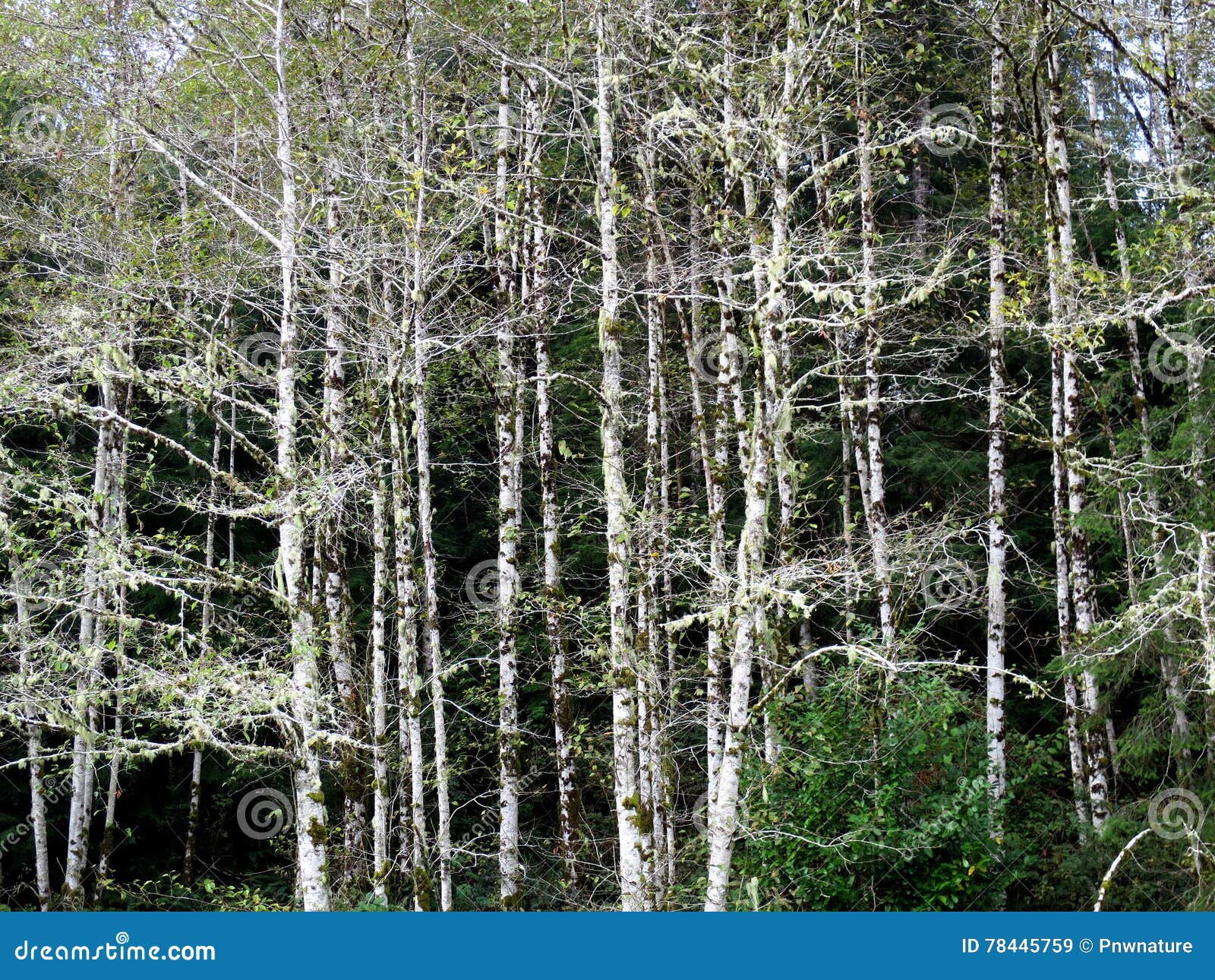 White Bark on Alder Trees stock image. Image of alder - 78445759