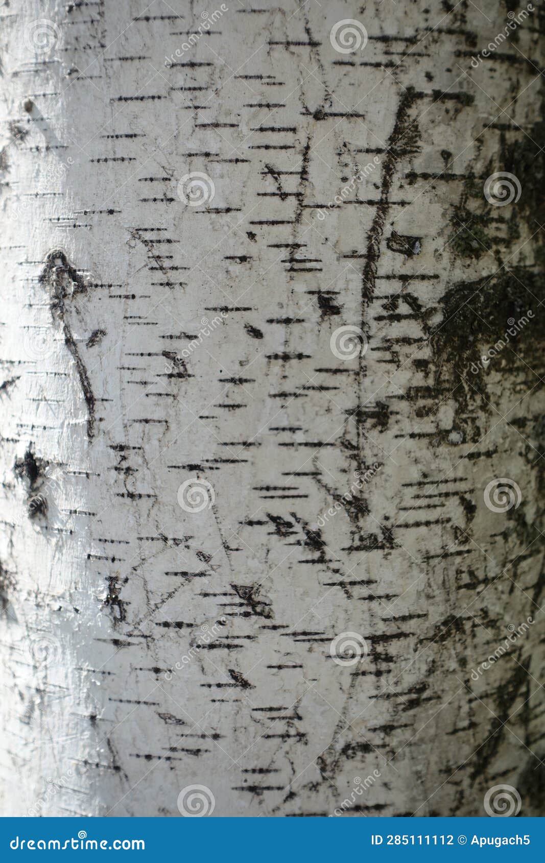 White Bark of Silver Birch Texture Stock Photo - Image of pattern, relief: 285111112
