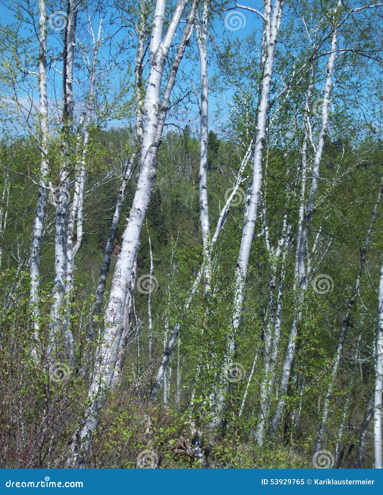 White Bark Trees stock image. Image of birch, forest - 53929765