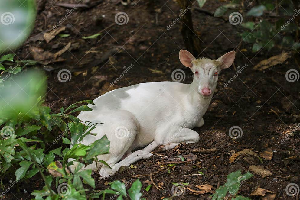 White Barking Deer is Rest in Forest Stock Photo - Image of cute, portrait: 260526566