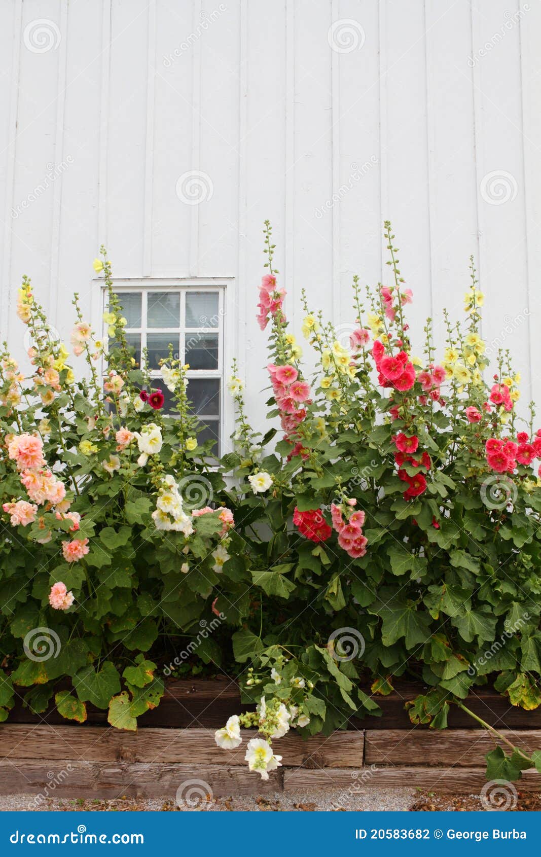 White barn and flowers stock photo. Image of vibrant - 20583682