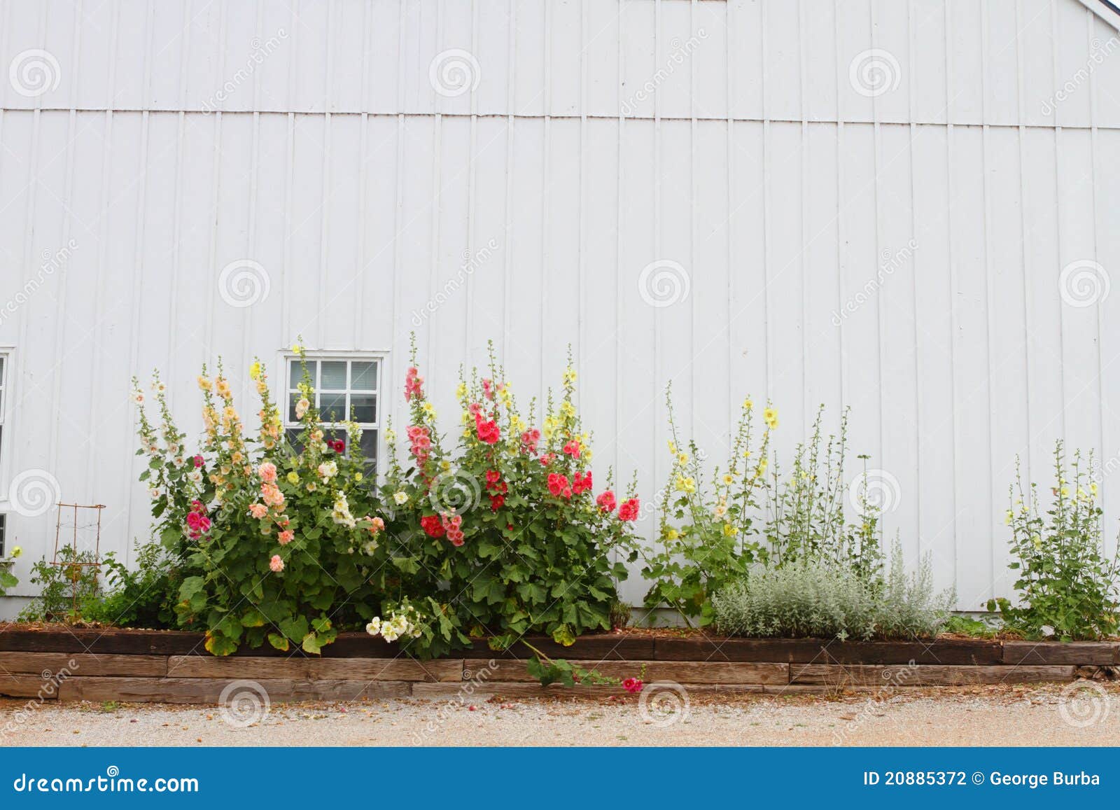 White barn and flowers stock photo. Image of blossom - 20885372