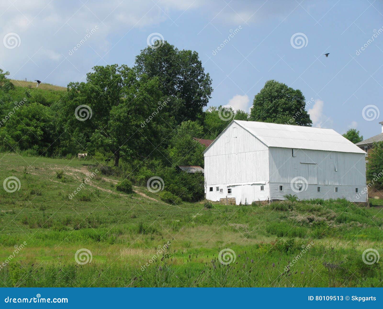White Barn on Pennsylvania Farm Stock Image - Image of trees, white ...