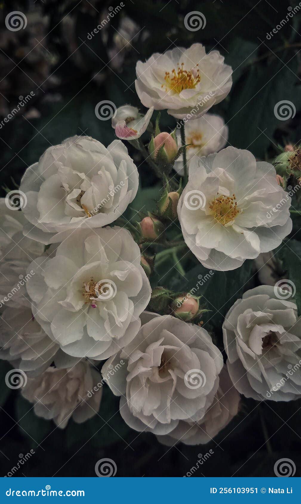 White Baroque Roses on a Dark Background Stock Image - Image of rose ...