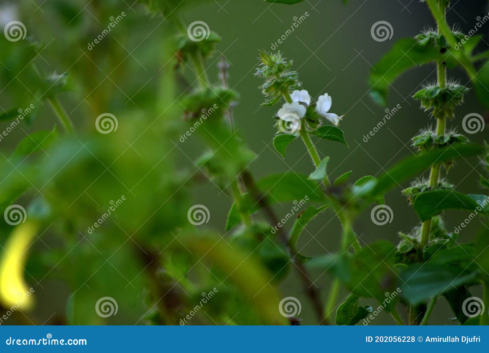 Basil flowers stock photo. Image of petal, grass, plant - 202056228