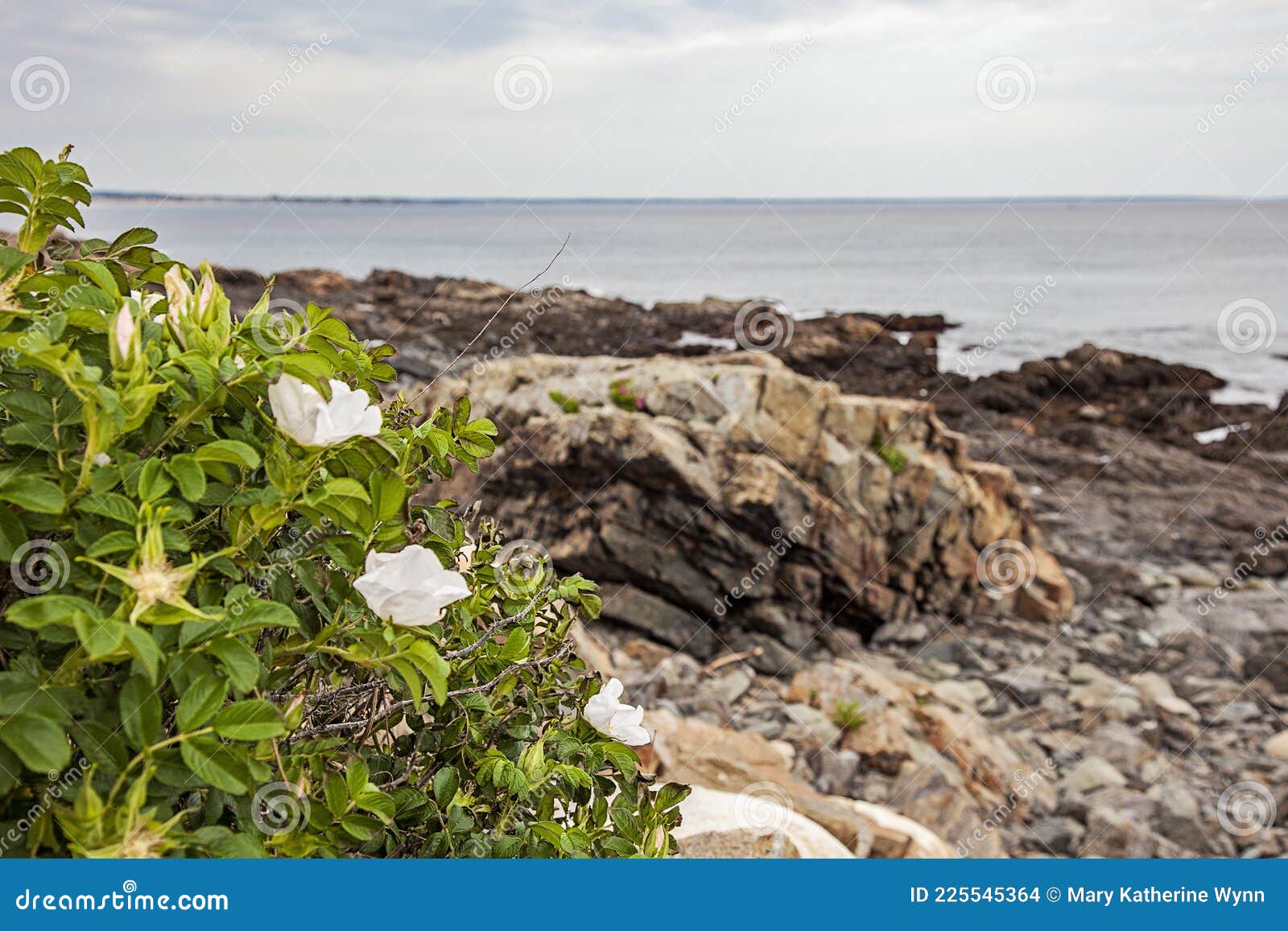 White Beach Roses Growing in the Rocks on the Coast of Maine in ...