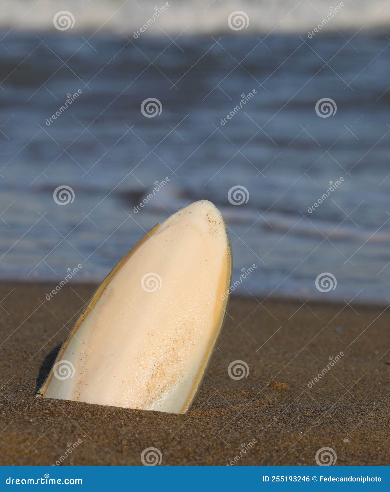 White Beached Cuttlefish Bone by the Sea Wedged in the Sand Stock Photo ...