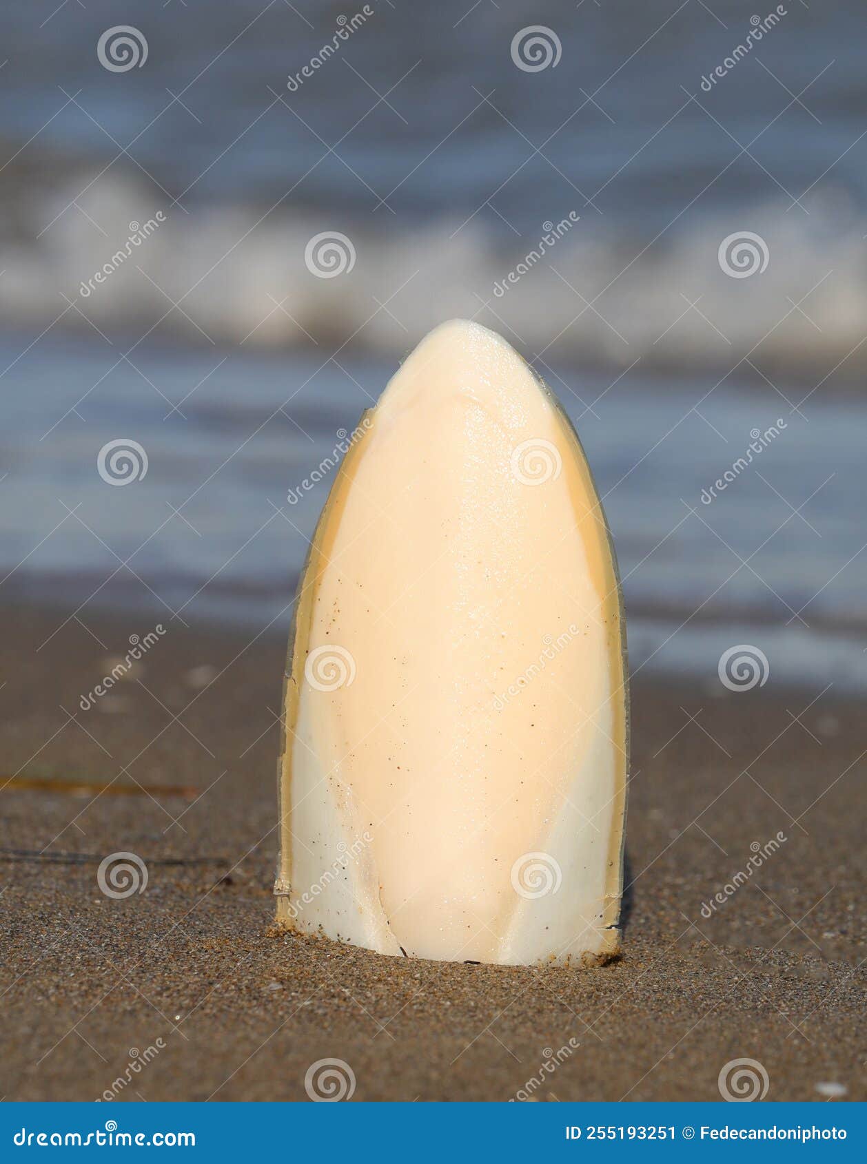 Cuttlefish Bone