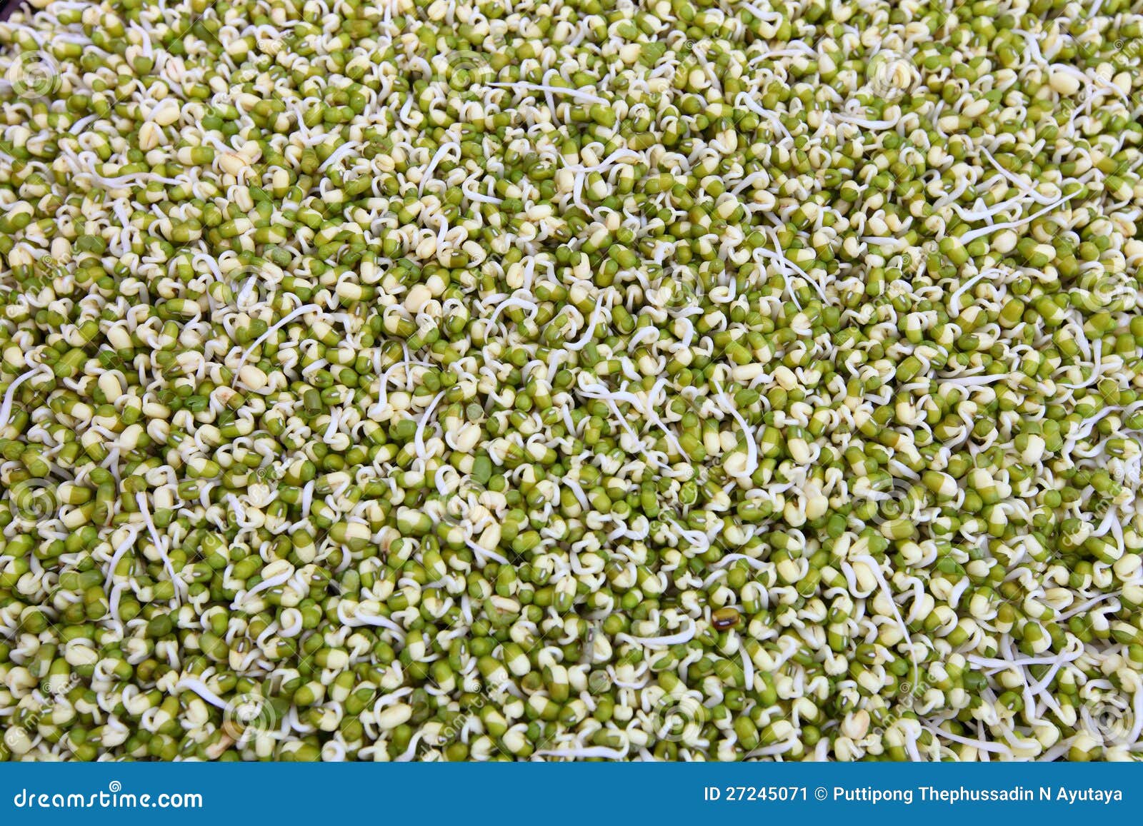 White Bean sprouts stock image. Image of small, bean - 27245071