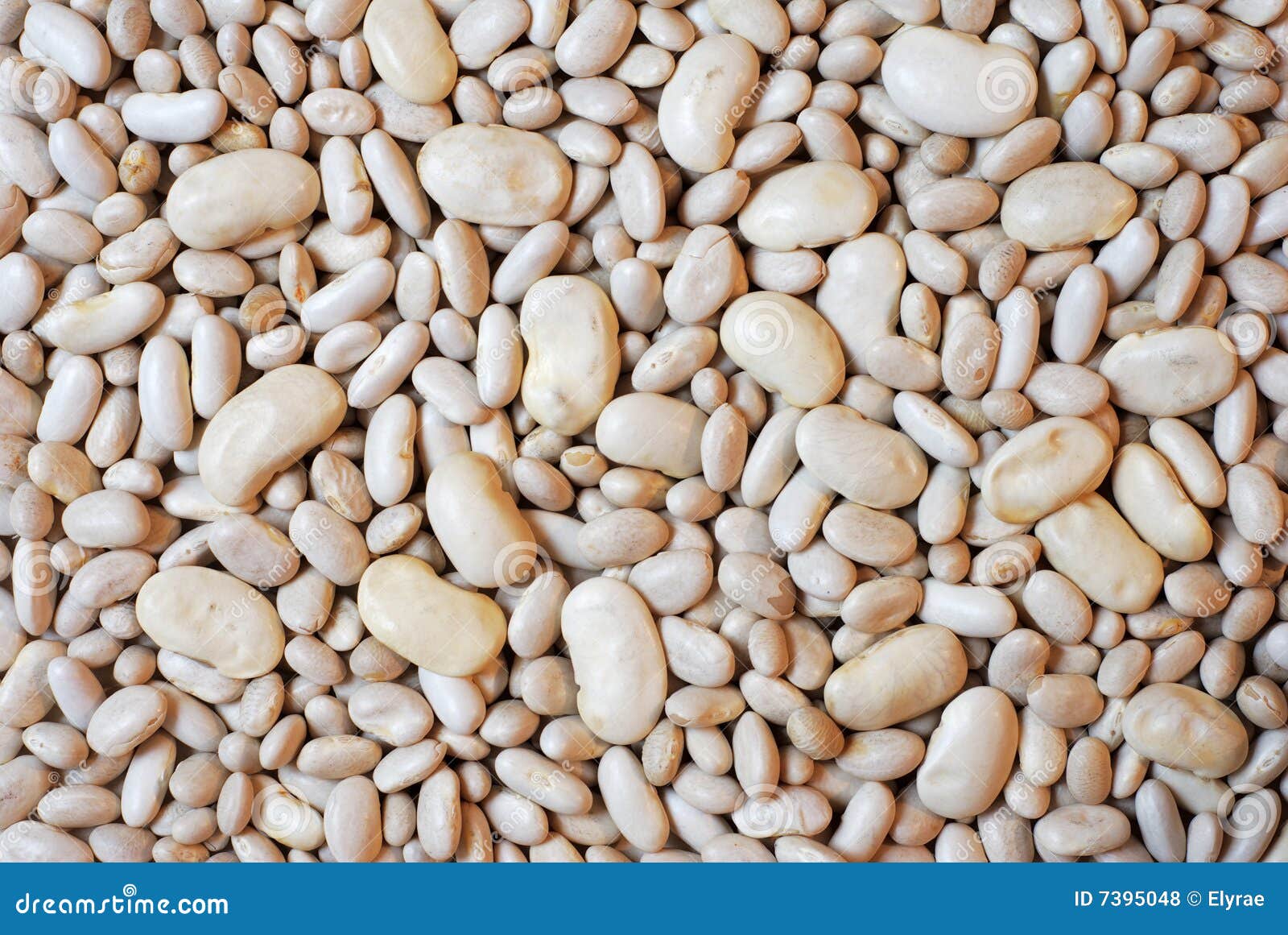 Beans White Background