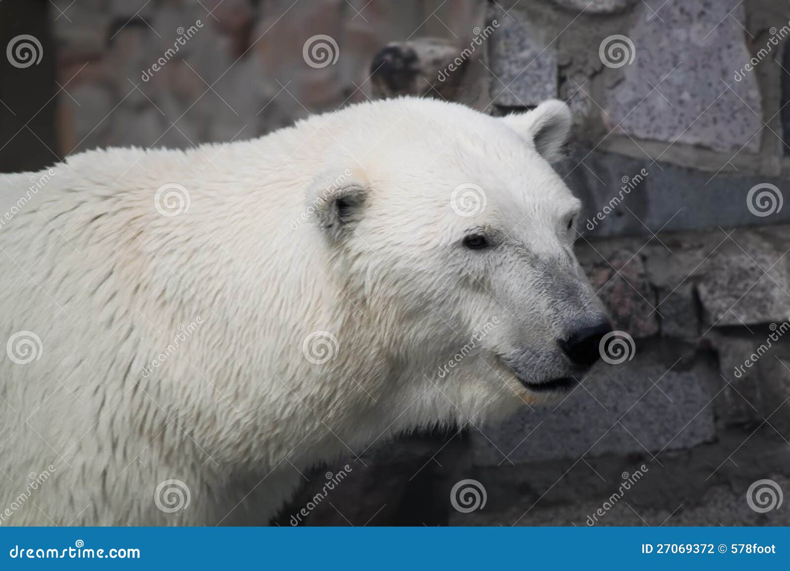 White bear stock photo. Image of furry, arctic, large - 27069372