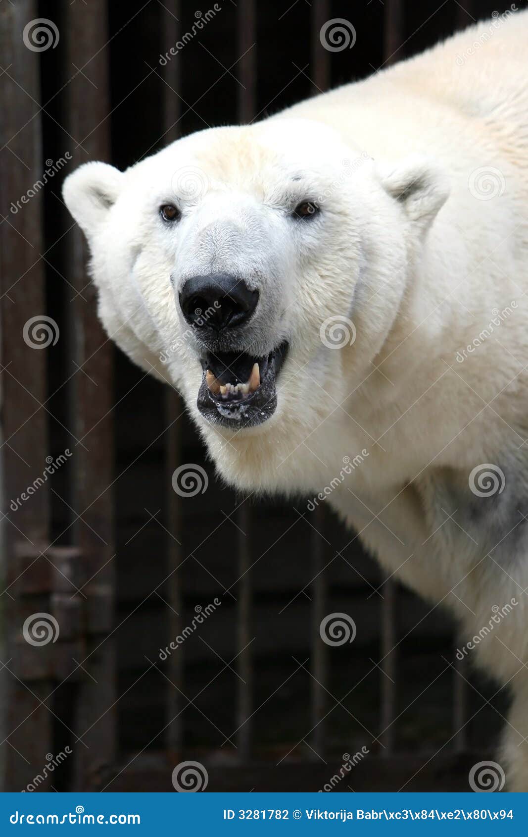 White bear stock photo. Image of zoological, white, wild - 3281782
