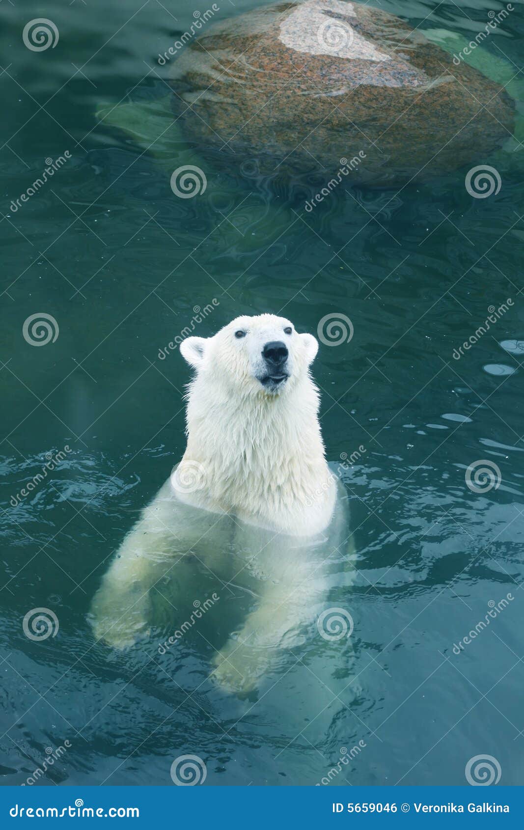 White bear stock photo. Image of animal, swim, fauna, bear - 5659046