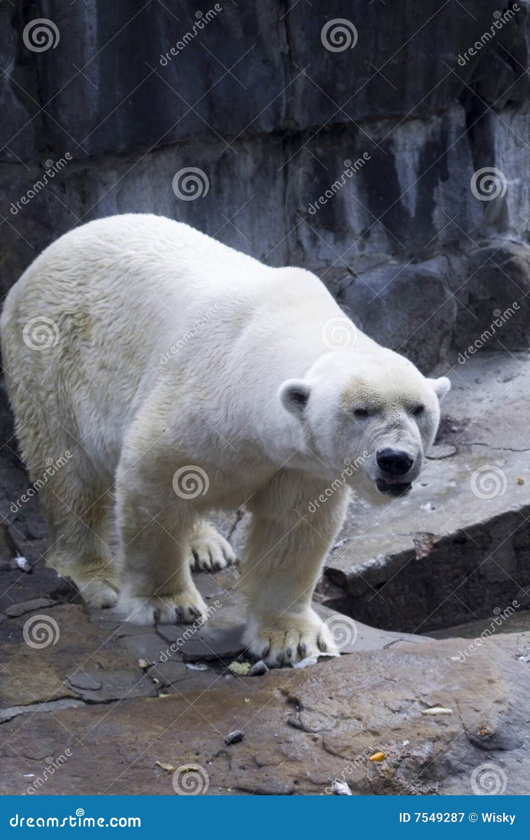 White bear stock image. Image of bear, rock, animal, wild - 7549287