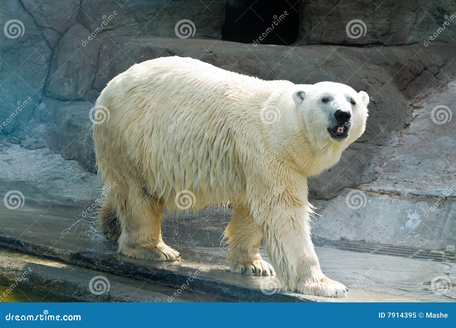 White Bear stock image. Image of isolated, view, endangered - 7914395