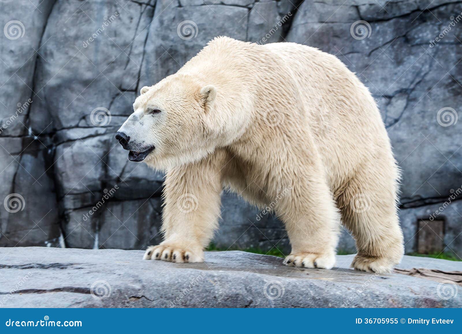 White bear stock image. Image of rock, fattened, arctic - 36705955